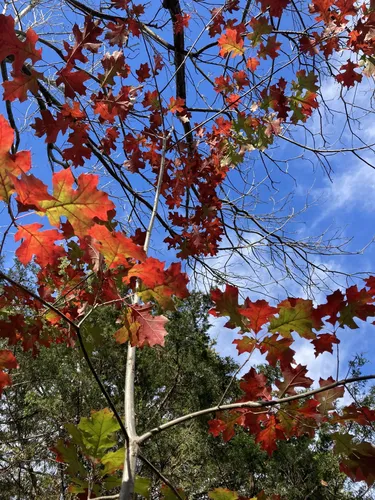 Best Hikes and Trails in Pettinger Nature Preserve | AllTrails