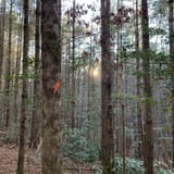Fonta Flora Trail Loop, North Carolina - 1,555 Reviews, Map | AllTrails