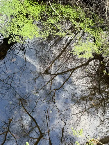 Best Hikes and Trails in Parvin State Park | AllTrails