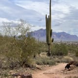 Cat's Peaks Loop via Blevins Trail, Arizona - 670 Reviews, Map | AllTrails