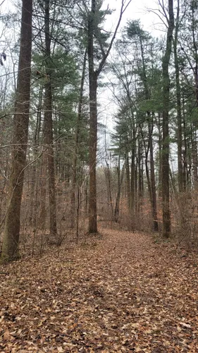 Best Hikes and Trails in Ferdinand State Forest | AllTrails