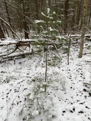 Best Hikes and Trails in Meshach Browning Trail System | AllTrails