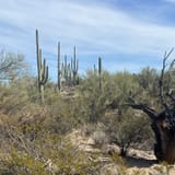Signal Hill Trail, Arizona - 1,162 Reviews, Map | AllTrails