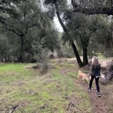 Morgan Trail, California - 536 Reviews, Map | AllTrails