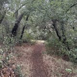 Morgan Trail, California - 536 Reviews, Map | AllTrails