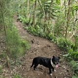 Makiki Valley Loop Trail, Oahu, Hawaii - 5,455 Reviews, Map | AllTrails
