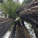 Tall Trees Grove Loop Trail, California - 2,045 Reviews, Map | AllTrails