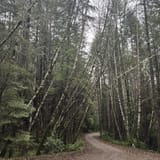 Tall Trees Grove Loop Trail, California - 2,045 Reviews, Map | AllTrails