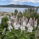 Mount Nelse and Huts Walk, Victoria, Australia - 46 Reviews, Map ...