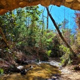 Torreya Trail, Florida - 438 Reviews, Map | AllTrails
