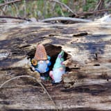 Torreya Trail, Florida - 438 Reviews, Map | AllTrails