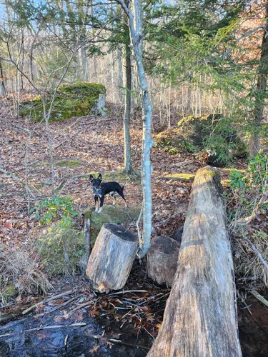 Best Hikes and Trails in Sunrise Park | AllTrails