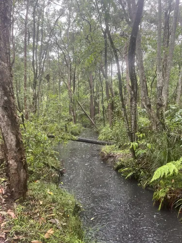 10 Best Hikes and Trails in Toohey Forest Park | AllTrails