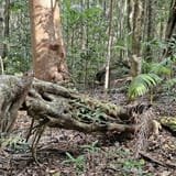 Poona Lake, Queensland, Australia - 73 Reviews, Map | AllTrails