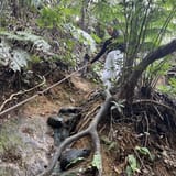 Mount Ishikawa Loop, Okinawa, Japan - 216 Reviews, Map | AllTrails