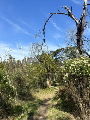Best Hikes and Trails in Mount Martha Nature Conservation Reserve ...