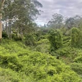 Pemulwuy Loop, New South Wales, Australia - 201 Reviews, Map | AllTrails