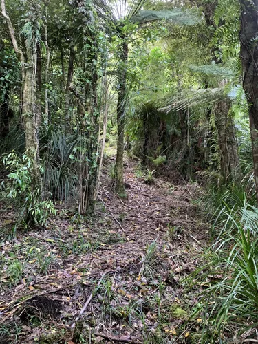 Best Backpacking Trails in Te Kuiti | AllTrails