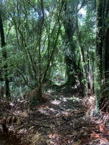 Best Backpacking Trails in Te Kuiti | AllTrails