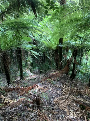 Best Backpacking Trails in Te Kuiti | AllTrails