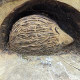 Banstead Woods Nature Circular, Surrey, England - 703 Reviews, Map ...