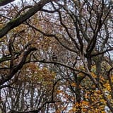 Banstead Woods Nature Circular, Surrey, England - 703 Reviews, Map ...