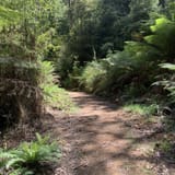 Tanglefoot Short Loop, Victoria, Australia - 334 Reviews, Map | AllTrails