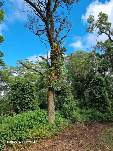 10 Best Trails and Hikes in Mount Glorious | AllTrails