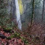 Latourell Falls Loop, Oregon - 6,556 Reviews, Map | AllTrails