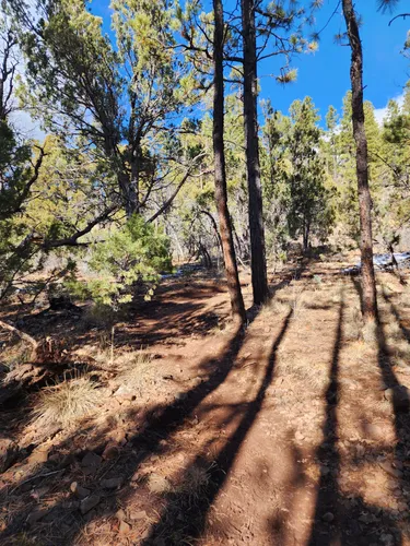 Best Hikes and Trails in Pinetop-Lakeside | AllTrails