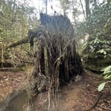 Hidden Arch Trail, Kentucky - 1,081 Reviews, Map | AllTrails