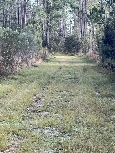 Best Hikes and Trails in Hilochee Wildlife Management Area | AllTrails