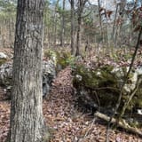 Cedar Forest Trail, Tennessee - 806 Reviews, Map | AllTrails