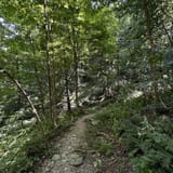 Jones Run Falls Trail, Virginia - 787 Reviews, Map | AllTrails
