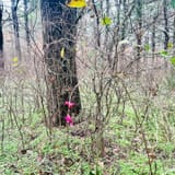 Parallel Forest Trail, Oklahoma - 408 Reviews, Map | AllTrails