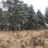 Ashdown Forest Extended Walk, East Sussex, England - 243 Reviews, Map ...