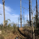 Neusiok Trail Northern Half, North Carolina - 168 Reviews, Map | AllTrails