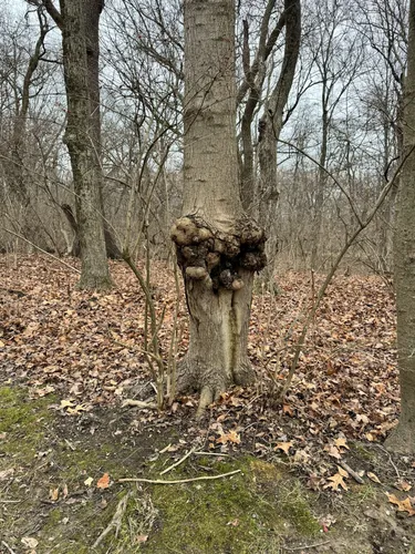 Best Hikes and Trails in Symmes Township Park | AllTrails