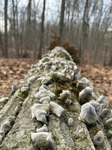 Best Hikes and Trails in Cheesequake State Park | AllTrails