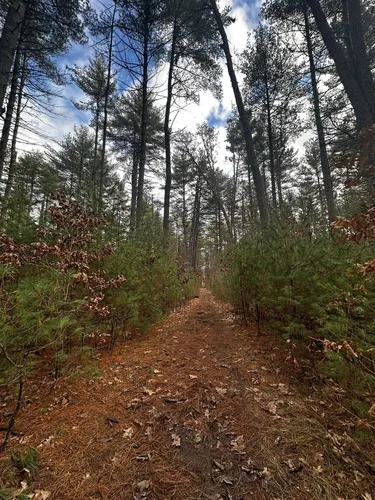 Best Hikes and Trails in Memorial Forest | AllTrails