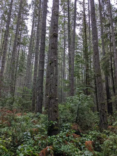 Best Hikes and Trails in Banner Forest Heritage Park | AllTrails