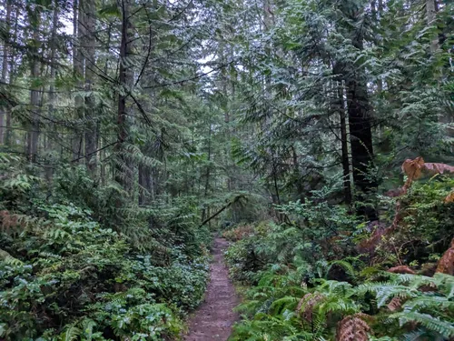Best Hikes and Trails in Banner Forest Heritage Park | AllTrails