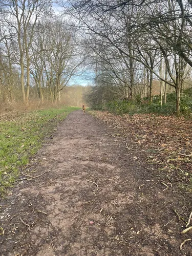 Best Hikes and Trails in Willesley Woods | AllTrails