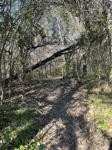 Best Hikes and Trails in Pettinger Nature Preserve | AllTrails