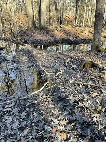 Best Hikes and Trails in Salem Town Forest | AllTrails