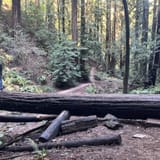 Tres Sendas Trail, California - 276 Reviews, Map | AllTrails