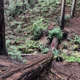 Tres Sendas Trail, California - 276 Reviews, Map | AllTrails
