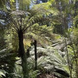 Mount Victoria Track, Victoria, Australia - 287 Reviews, Map | AllTrails