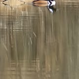 Silver Lake Loop, Virginia - 233 Reviews, Map | AllTrails