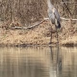 Silver Lake Loop, Virginia - 233 Reviews, Map | AllTrails